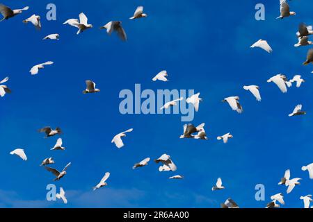 Australian corella birds in flight abstract view with a blue sky ...