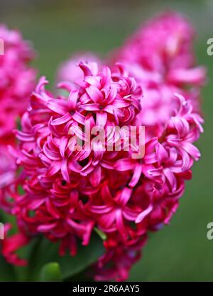 Hyacinths in the fr Stock Photo - Alamy
