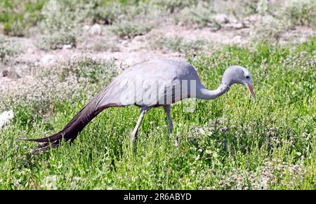 Paradise crane, Etosha National Park, Namibia, paradise crane, Etosha ...