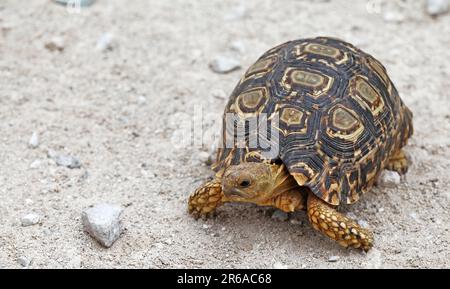 Leopard Shield Cr Stock Photo - Alamy