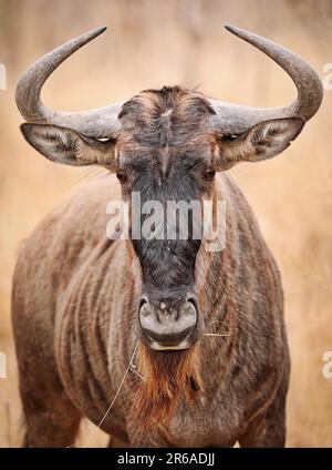 Streifengnu / Blue wildebeest / Connochaetes taurinus Stock Photo - Alamy