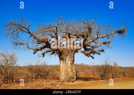 Affenbrotbaum, Kruger Nationalpark, S Stock Photo - Alamy
