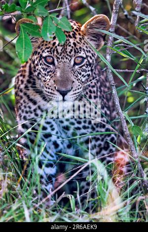 Leopard Uganda, East Africa Stock Photo - Alamy