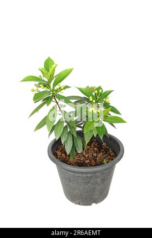 Xanthostemon chrysanthus, the golden penda or first love, is a species ...