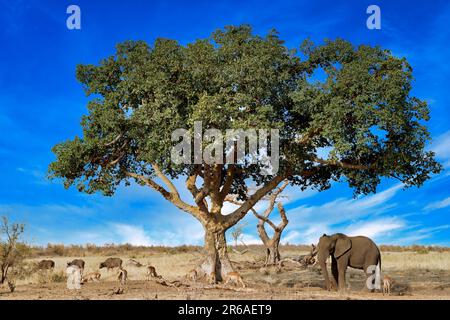 Afrikas Vielfalt unter einem Maulbeerfeigenbaum im Kruger Nationalpark ...