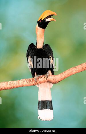 Adult male Great Hornbill (Buceros bicornis) in flight Stock Photo - Alamy