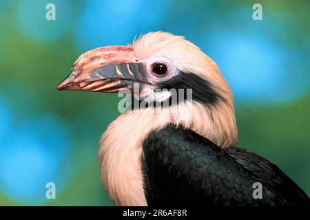 Visayan Tarictic Hornbill, (Penelopides panini panini), adult female ...