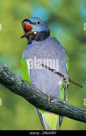 Psittacula derbyana, Chinese parakeet, lord derby's parakeets ...