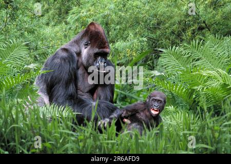 Young, Juvenile Male Silverback Western Lowland gorilla, (Gorilla ...