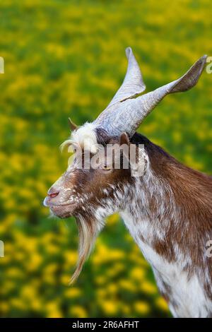 Girgentana goat, female, Girgentana goat, female, domestic goat, goats ...