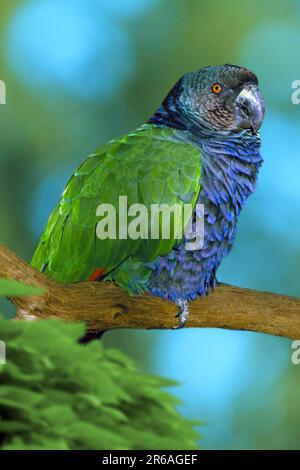 Imperial amazon (Amazona imperialis Stock Photo - Alamy