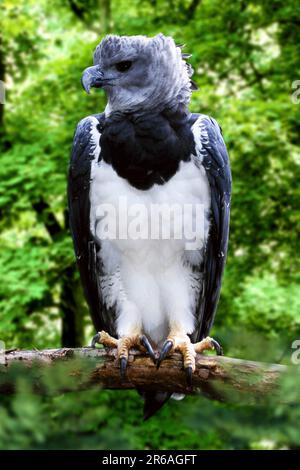 View to Harpy Eagle (Harpia harpyja) on tree branch in the amazon Stock ...