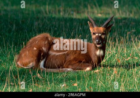 Sitatunga, male (Tragelaphus spekei), Sitatunga, Sumpfantilope ...