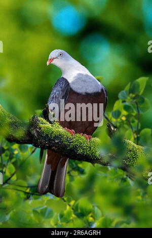 The spotted imperial pigeon (Ducula carola) is a species of bird in the ...