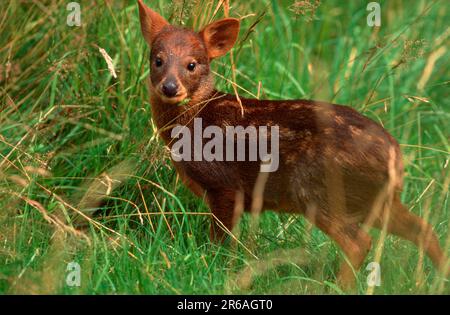 Southern Pudu (Pudu pudu), southern pudu, sideways, side Stock Photo ...