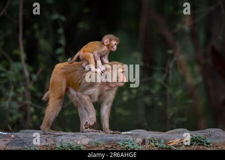 Mother monkey gives baby a piggyback ride. Chandigarh, India: THESE ...
