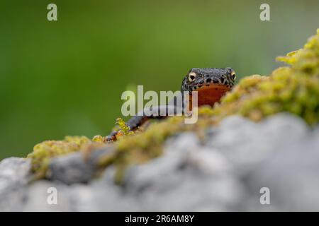 A closeup of a male alpine newt head (Ichthyosaura alpestris Stock ...