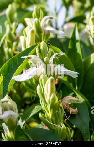 Vasaka, Malabar Nut tree leaves on white background. Medicinal plant's ...
