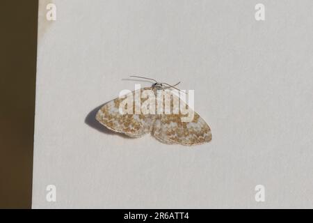 sandy carpet, sandy rivulet (Perizoma flavofasciata), sitting on a leaf ...