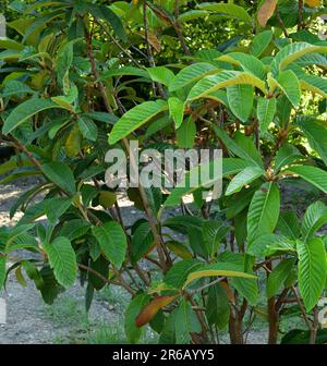 Japanese medlar is an evergreen fruit-bearing tree Stock Photo - Alamy