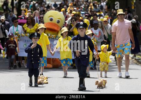 A crowd celebrates Duckling Day parade Boston Common Stock Photo - Alamy