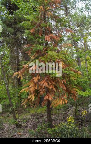 Browning and dropping of older needles, pine tree sick, Spain Stock ...