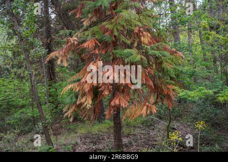 Browning and dropping of older needles, pine tree sick, Spain Stock ...