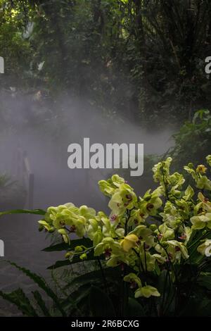 Early morning hiking in a rainforest Stock Photo - Alamy