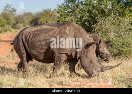 cub and female Rhino in shrubland green wild countryside, shot in ...