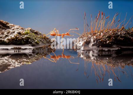 These ants stack their foot in triumph. West Java, Indonesia: THESE ...