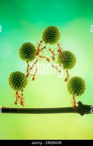 These ants stack their foot in triumph. West Java, Indonesia: THESE ...