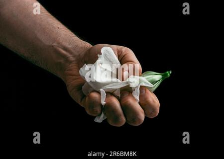 hand crumpling white fragile flower, metaphor of violence abuse ...