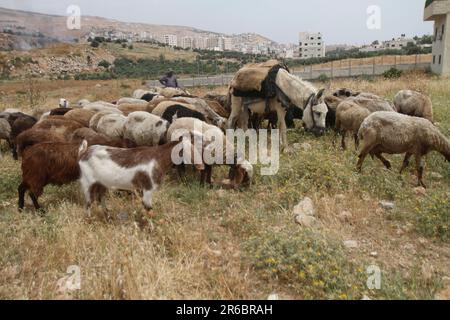 Northen Valley, Palestine. 08th June, 2023. A Palestinian shepherd ...