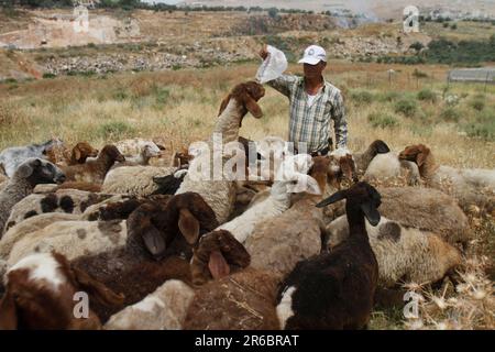 Northen Valley, Palestine. 08th June, 2023. A Palestinian shepherd ...