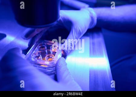 Laboratory technician studying embryos growth under microscope Stock ...