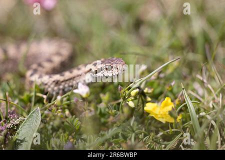 Vipera ursinii with the common name Meadow viper, Italy, Campo ...