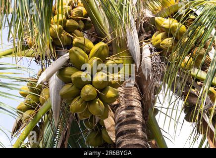 coconut falling from palm tree Stock Photo - Alamy