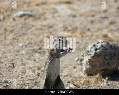 Meerkat eating a nut Stock Photo - Alamy