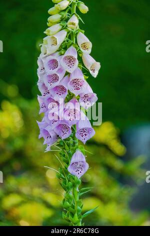 Seasonal spring flowers from garden in nature Stock Photo - Alamy