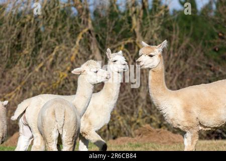 Photograph of a small group of adult Alpacas standing in a field on the ...