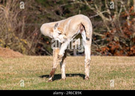 Photograph of an adult Alpaca standing in a field on the South Island ...