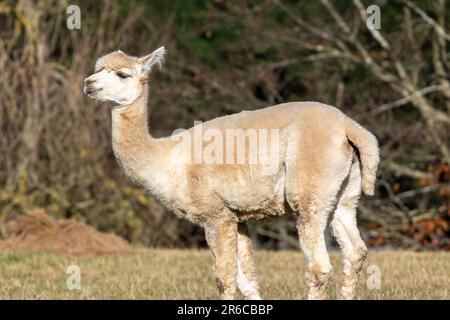 Photograph of an adult Alpaca standing in a field on the South Island ...