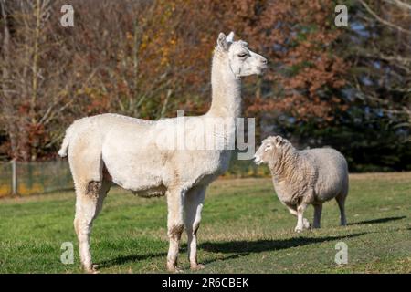 Photograph of an adult Alpaca standing in a field on the South Island ...