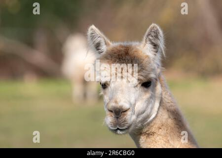 Photograph of the head of an adult Alpaca standing in a field on the ...