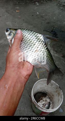 Beautiful putty fish in large size Stock Photo - Alamy