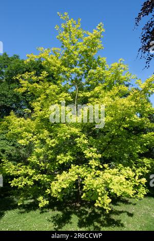 European oak, Quercus robur, spring new leaves under sunlight on a ...