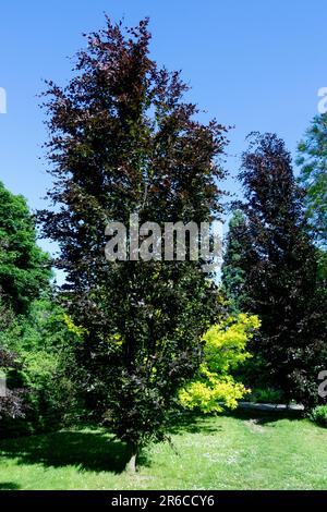 European beech (Fagus sylvatica) is a deciduous tree native to central ...