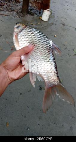 Beautiful putty fish in large size Stock Photo - Alamy