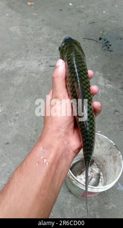 Beautiful putty fish in large size Stock Photo - Alamy