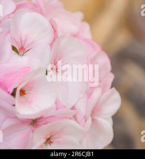 Close up of a large clump of pink daisy like flowers Stock Photo - Alamy